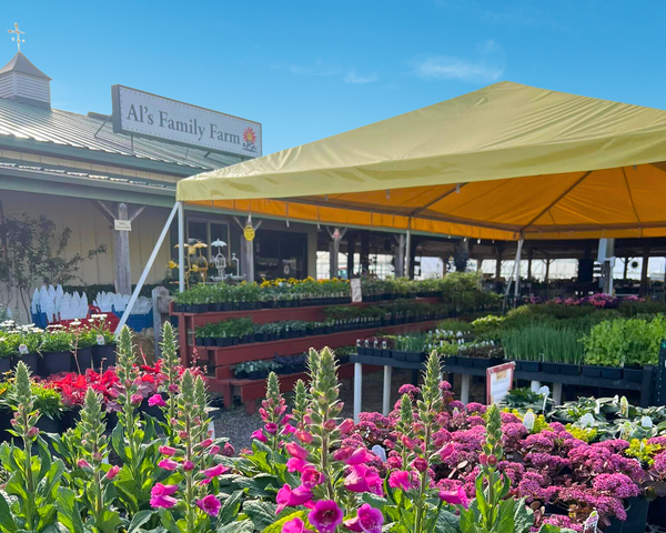 Full Color & Striped Canopy Tents For Sale | American Tent
